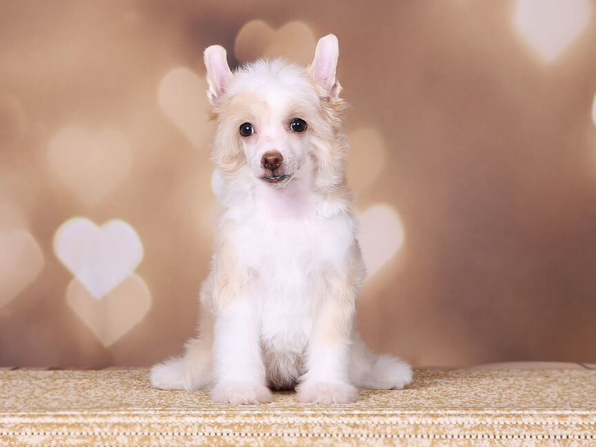 Чудесная малышка Ириска