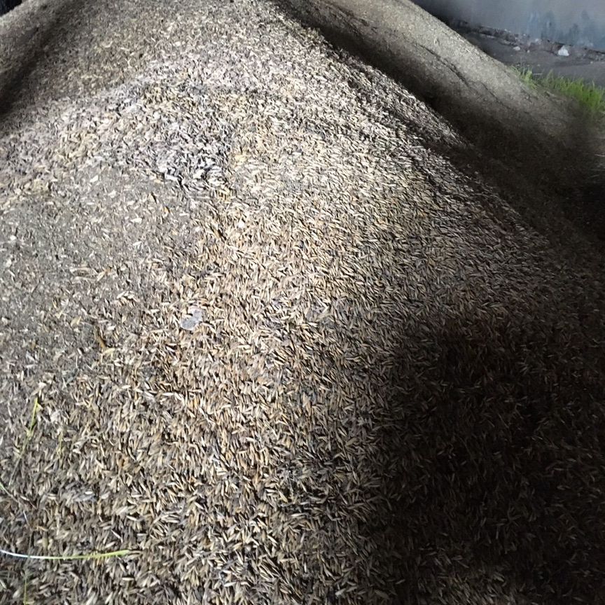 Овес, зерновые отходы после сортировки