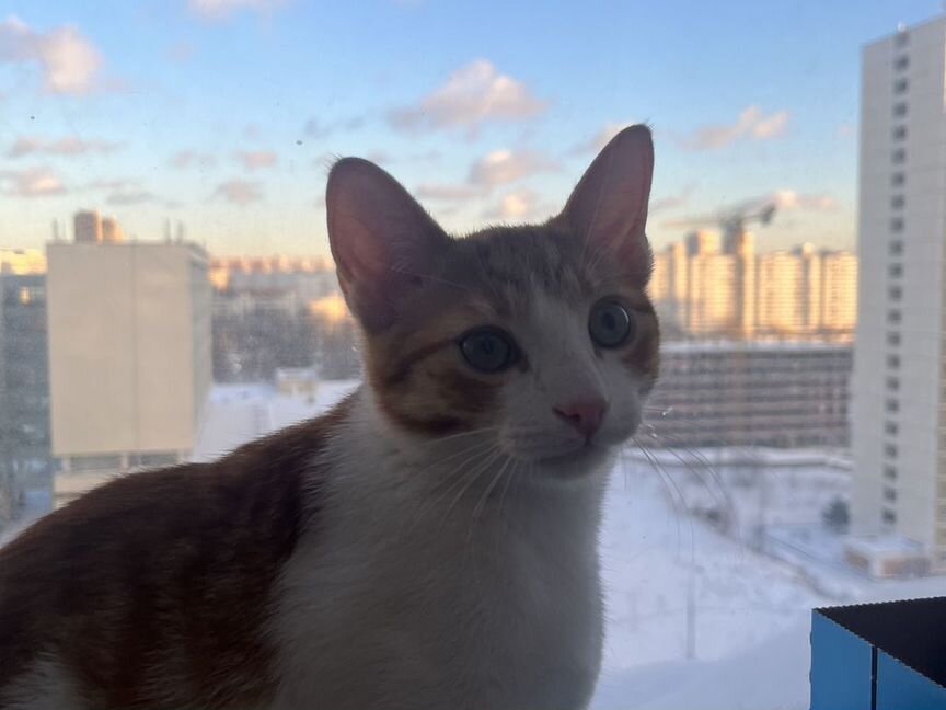 Котенок/кот Тимофей