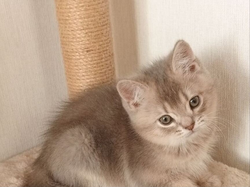 Голубое золото