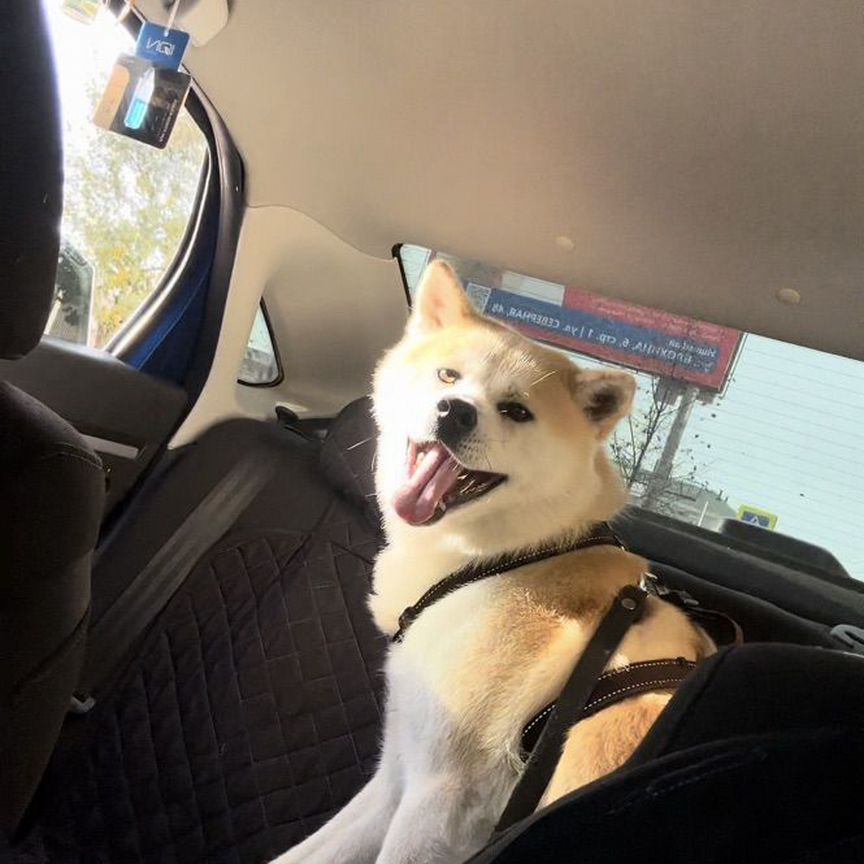 Акита ину бесплатно