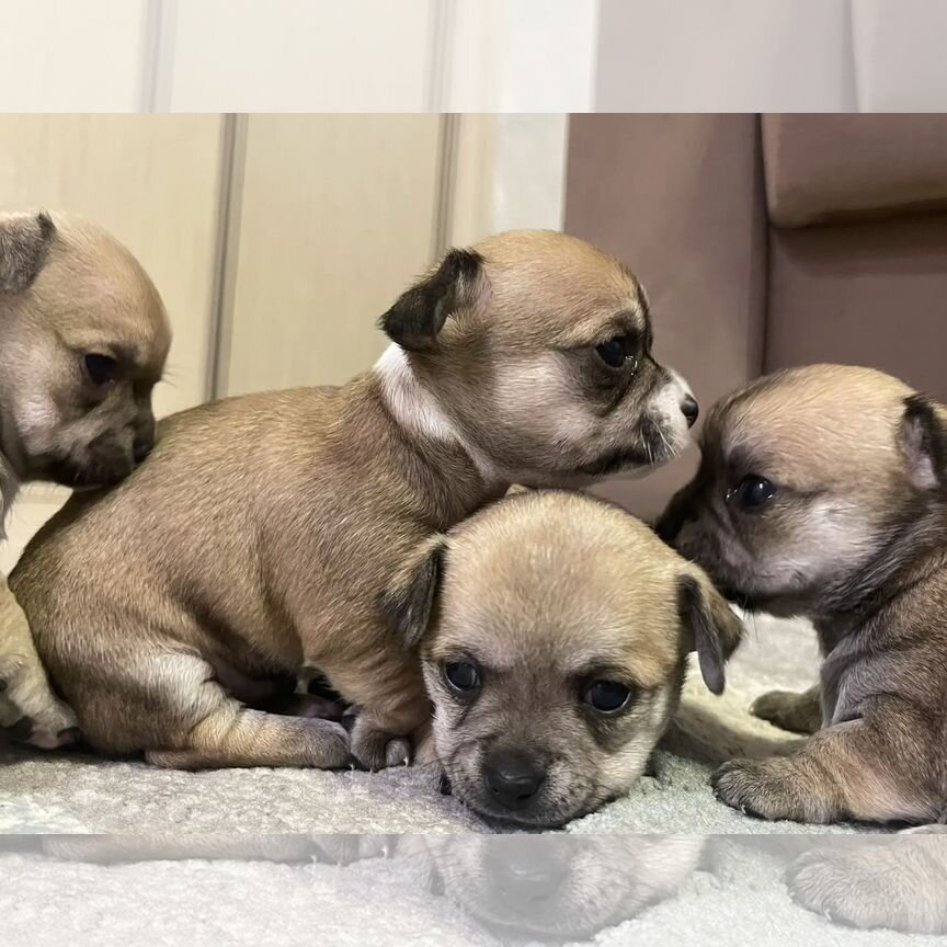 Чихуахуа, щенок