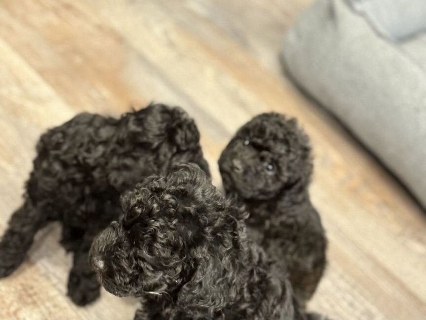 Той пудель тикап