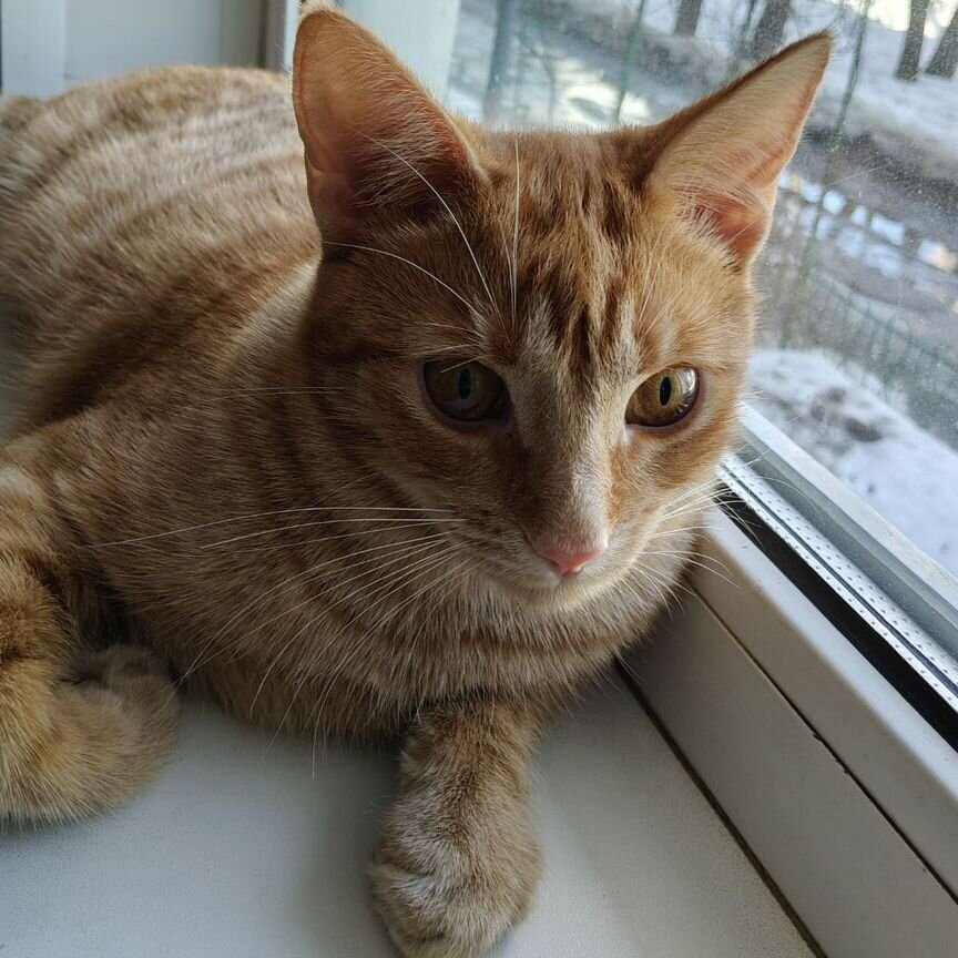 Взрослый кот в добрые руки