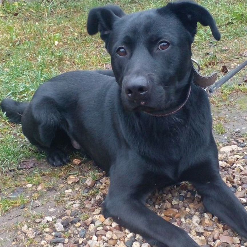 Лабрадор-ретривер, взрослый пёс