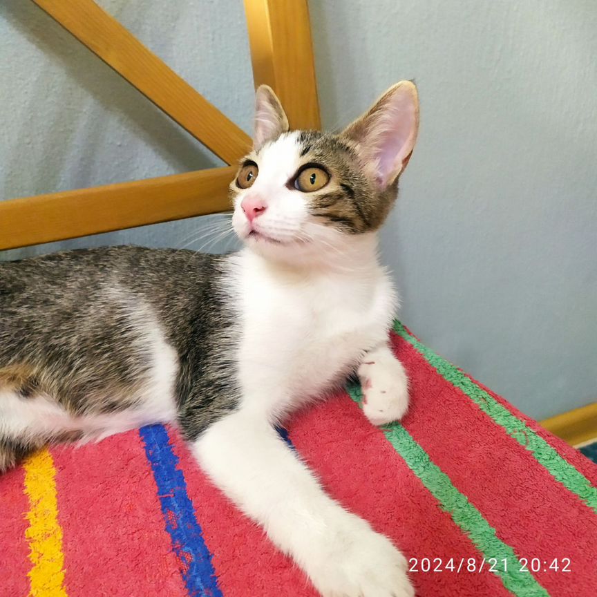 Милый кошачий ребёнок