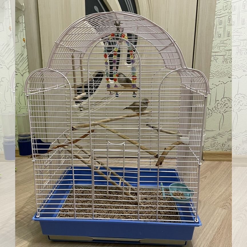 Зебровые амадины