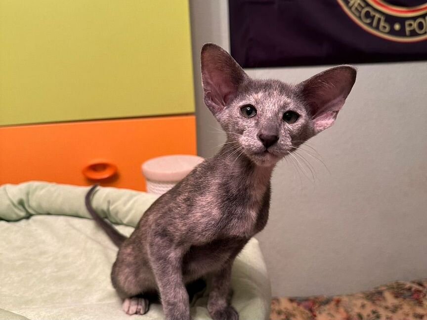 Ориентальная кошка