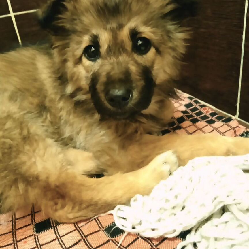 Щенок девочка 3 месяца