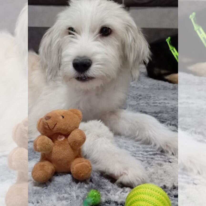 Щенок в добрые руки