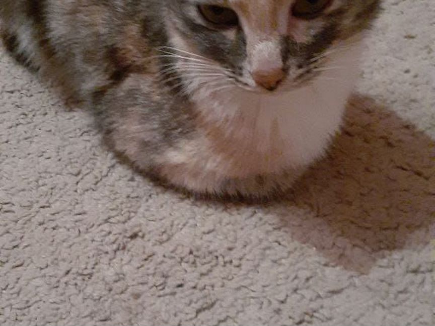 Кошки в добрые руки