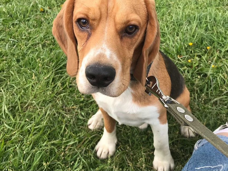 Вязка кобель Бигль