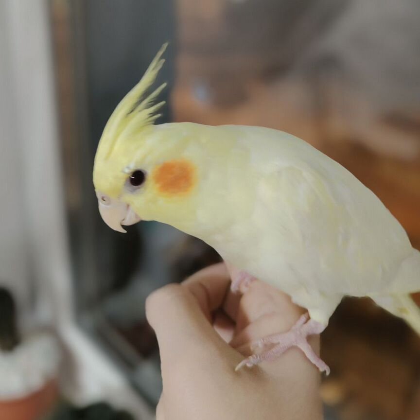 Попугай корелла птенец ручной