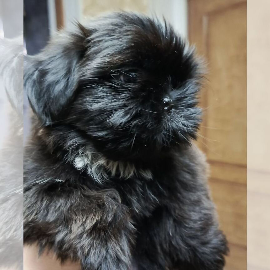 Ши-тцу, щенок