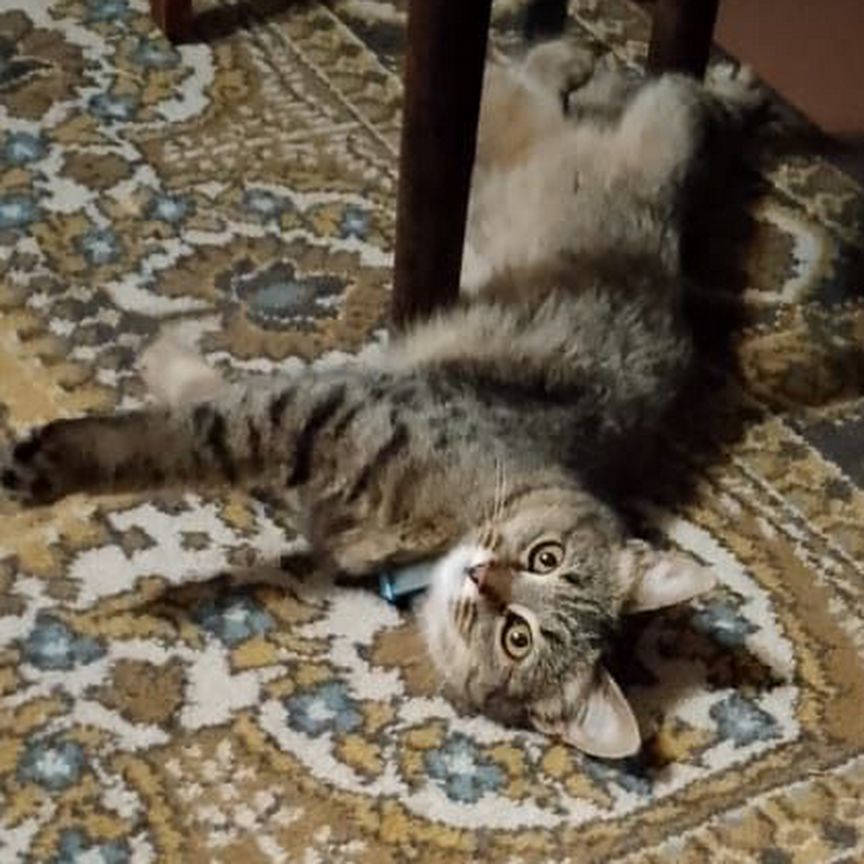 Отдам в хорошие руки котенка