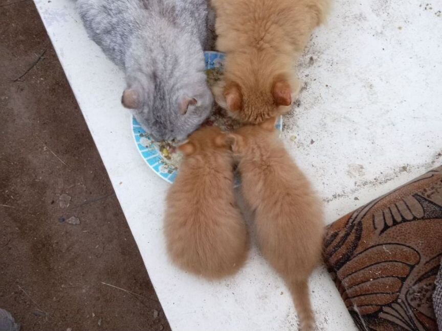 Котята от ловчей кошки