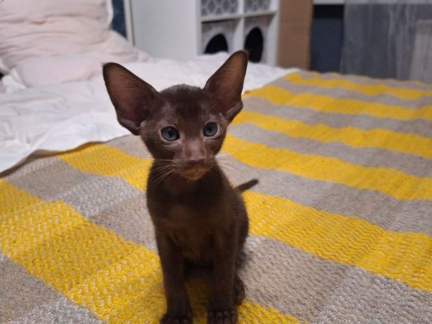 Ориентальная