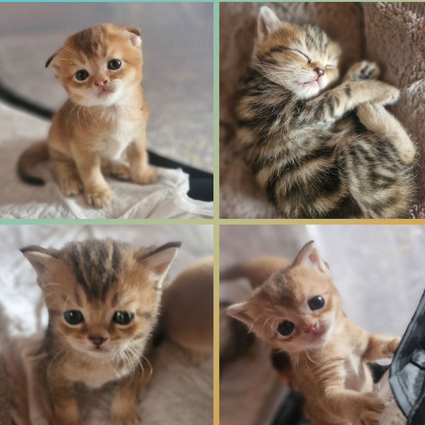 Британские котята золотая шиншилла