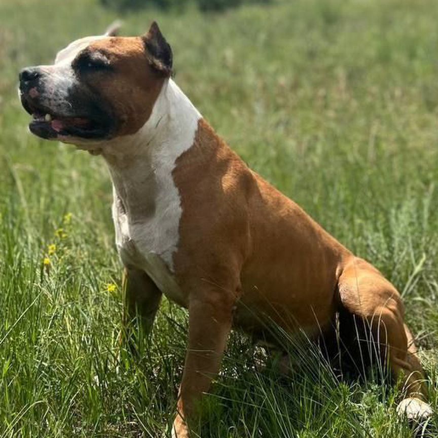 Амстафф вязка