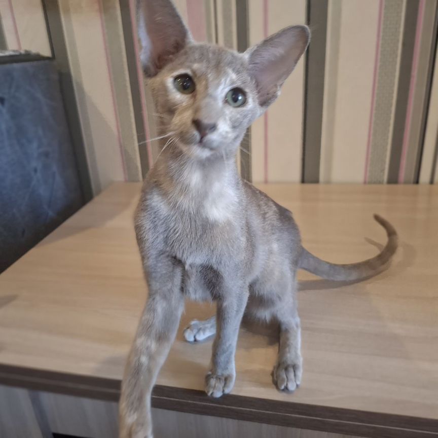 Ориентальный котёнок