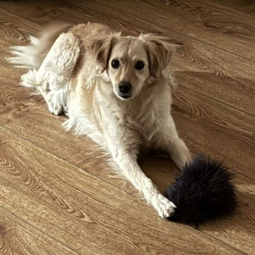 Золотистый ретривер, взрослая собака