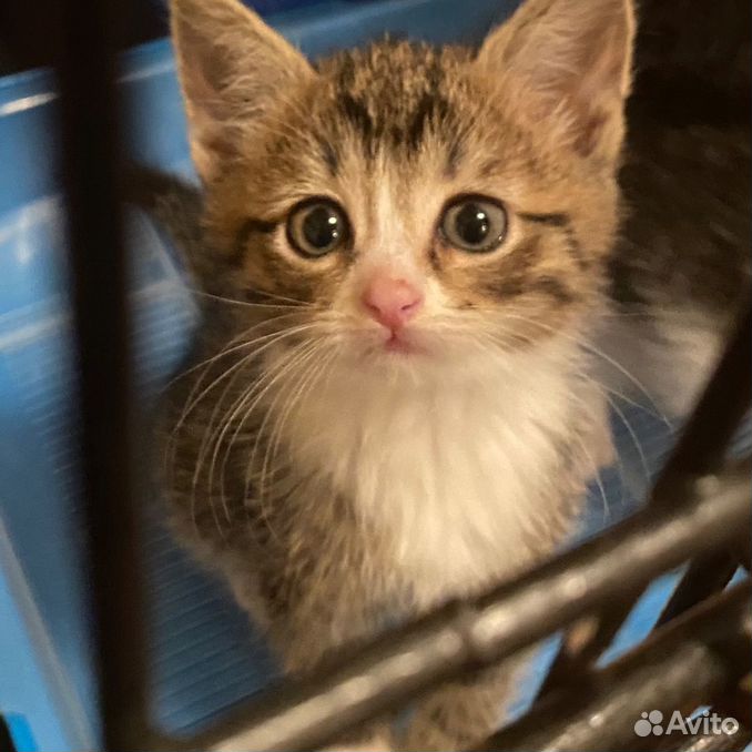 Полосатая девочка кнопочка котёнок 1,5 мес