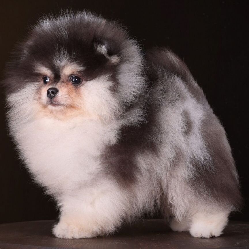 Померанский шпиц, щенок