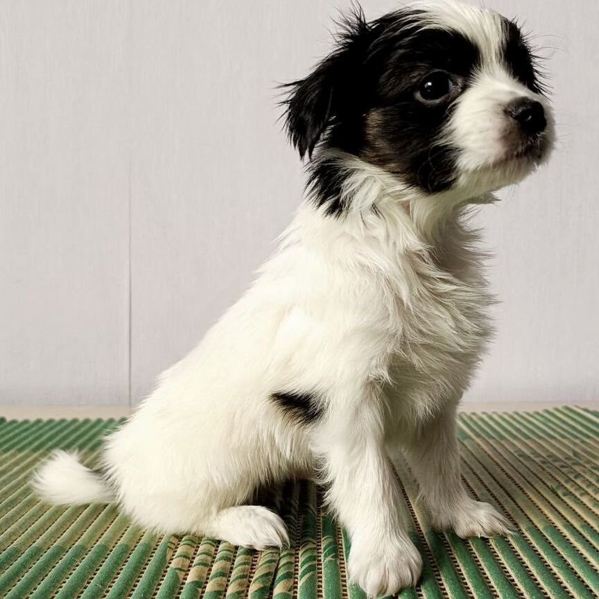 Континентальный той-спаниель папильон, щенок