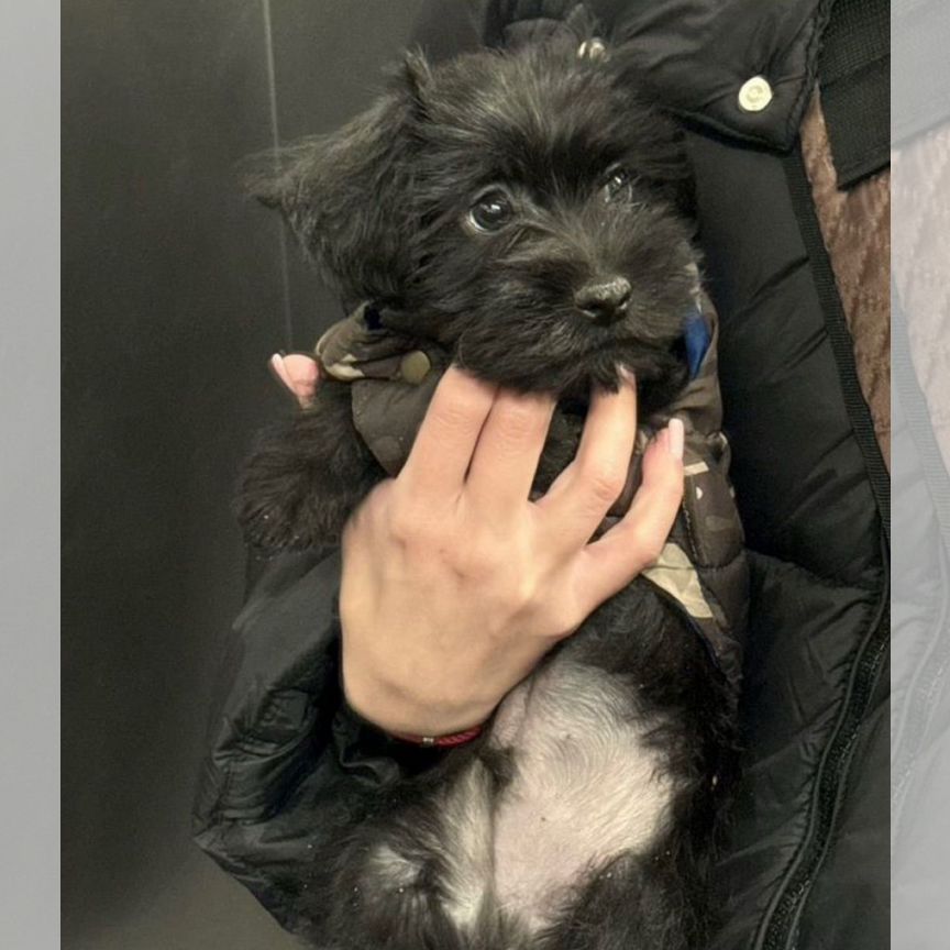 Йоркипу, щенок