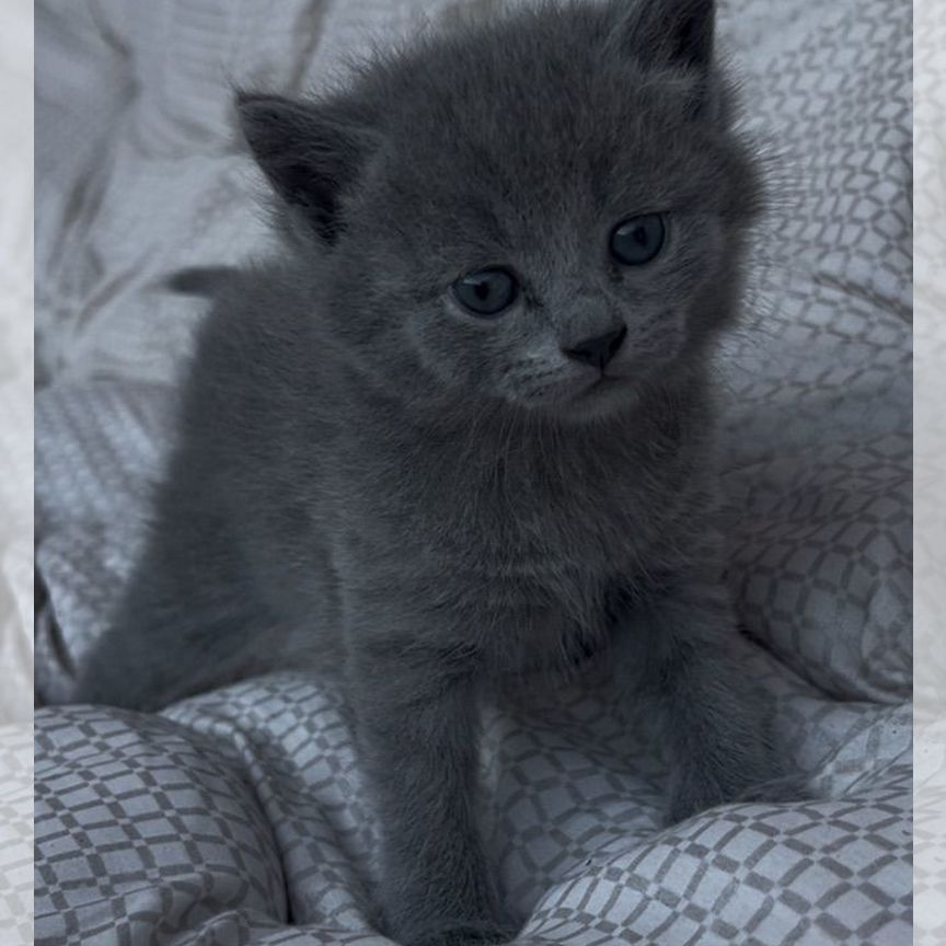 Котёнок от частного владельца