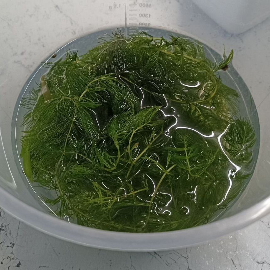 Растения для аквариума