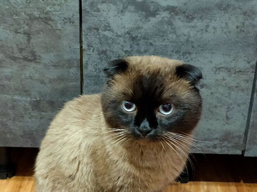Кот для вязки