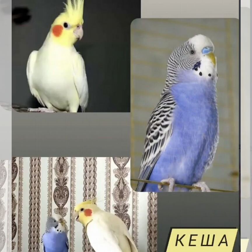 Волнистый попугайчик, мальчик - попугай карелла