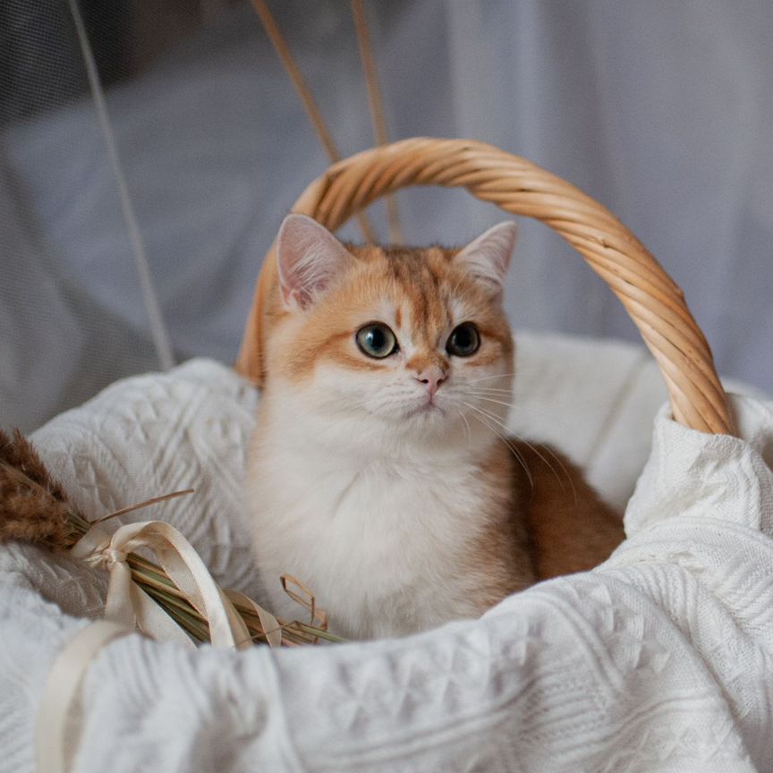 Британский короткошёрстный котёнок