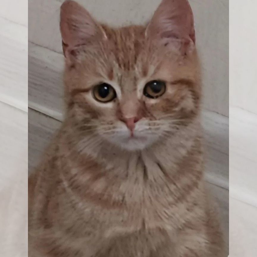 Эльф котёнок