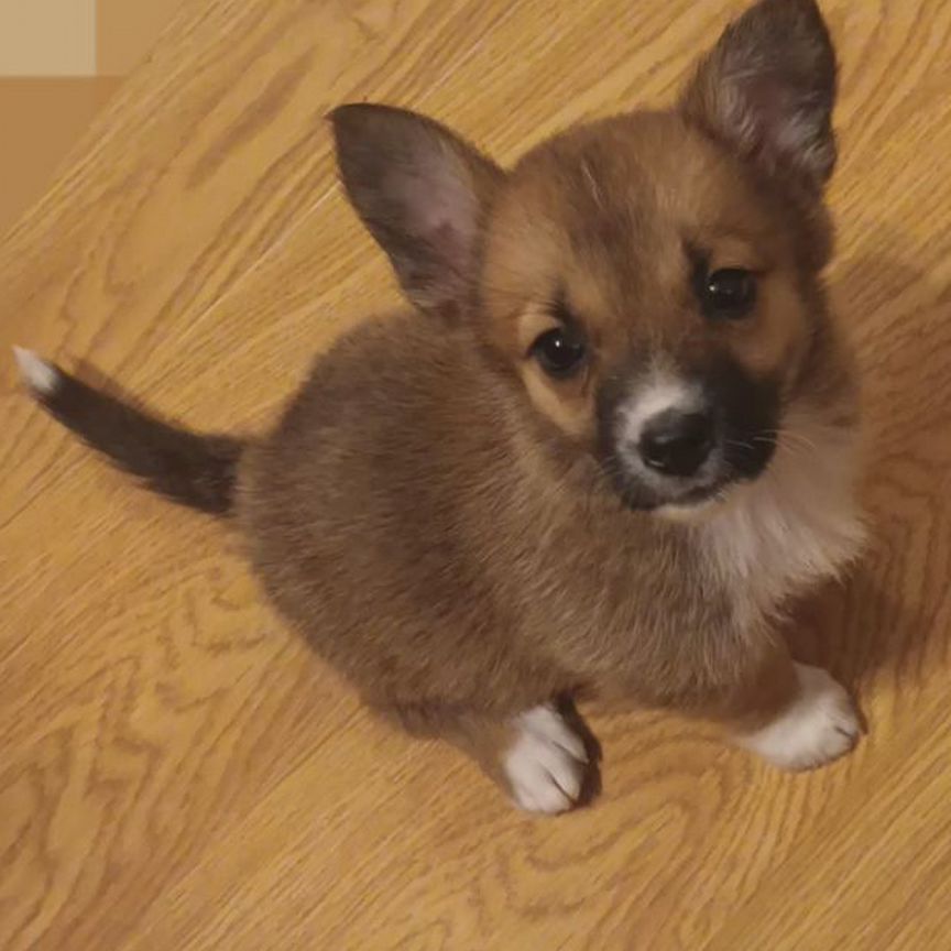 Щенок в добрые руки