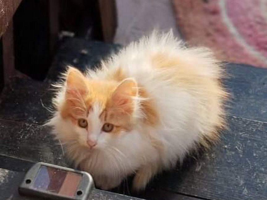 Котонок ищет дом