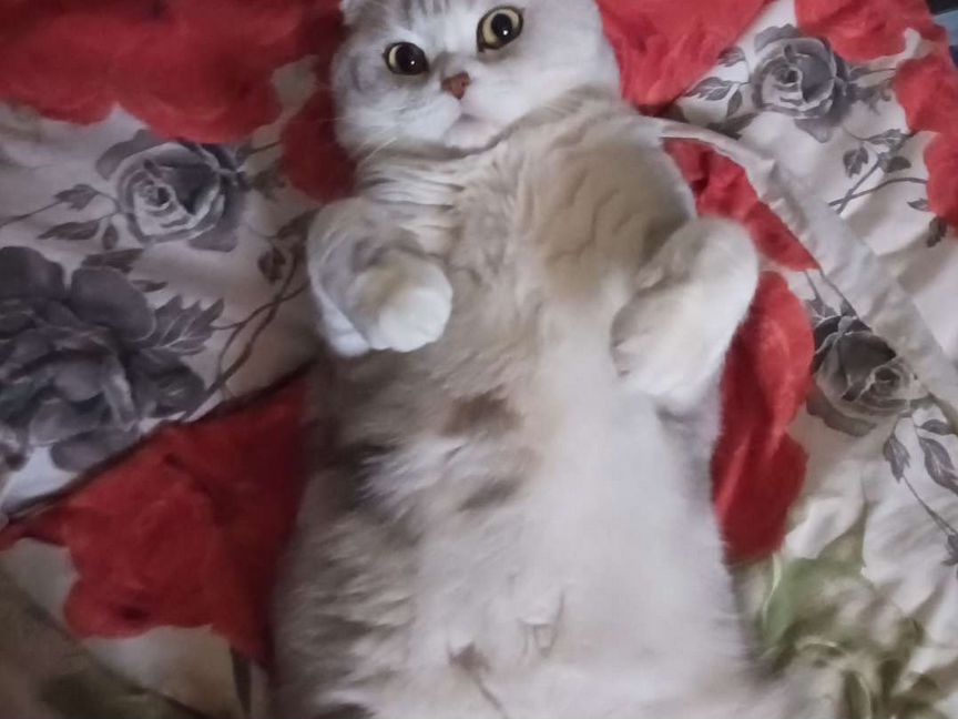Шотландские вислоухие