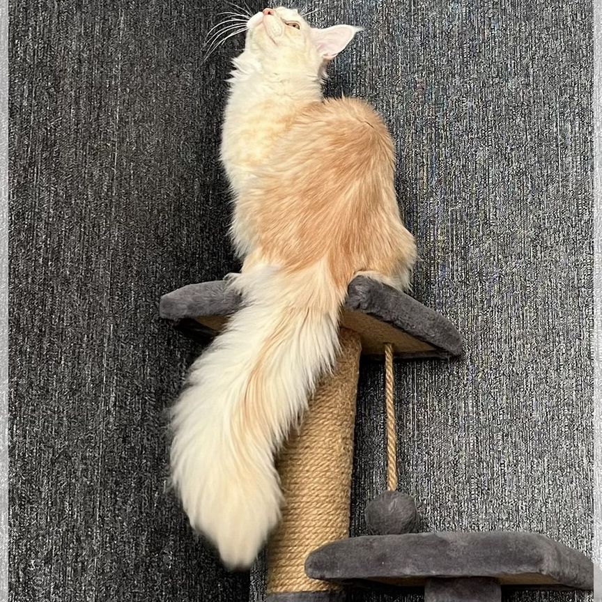 Мейн-кун котёнок