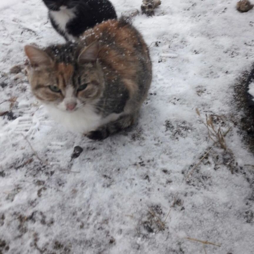 Котята замерзают