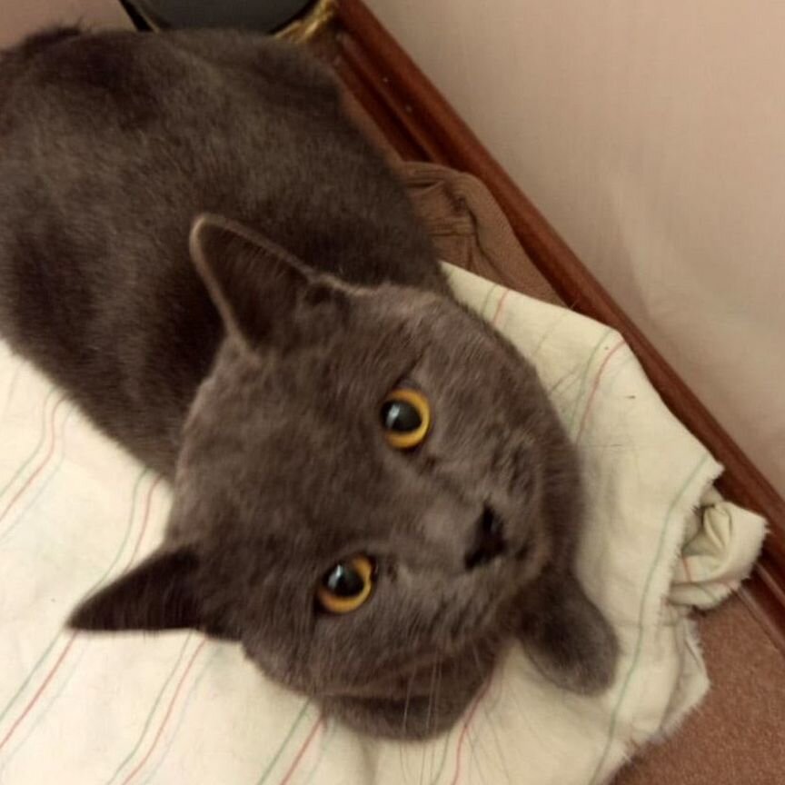 Британский короткошёрстный кот, взрослый