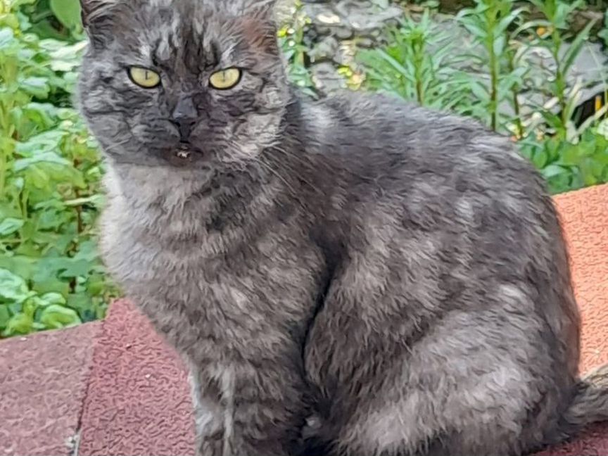 Корсар - настоящий Кот