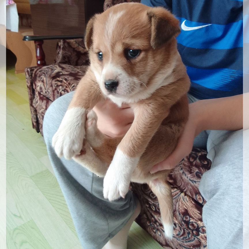 Щенок в добрые руки бесплатно маленькая порода