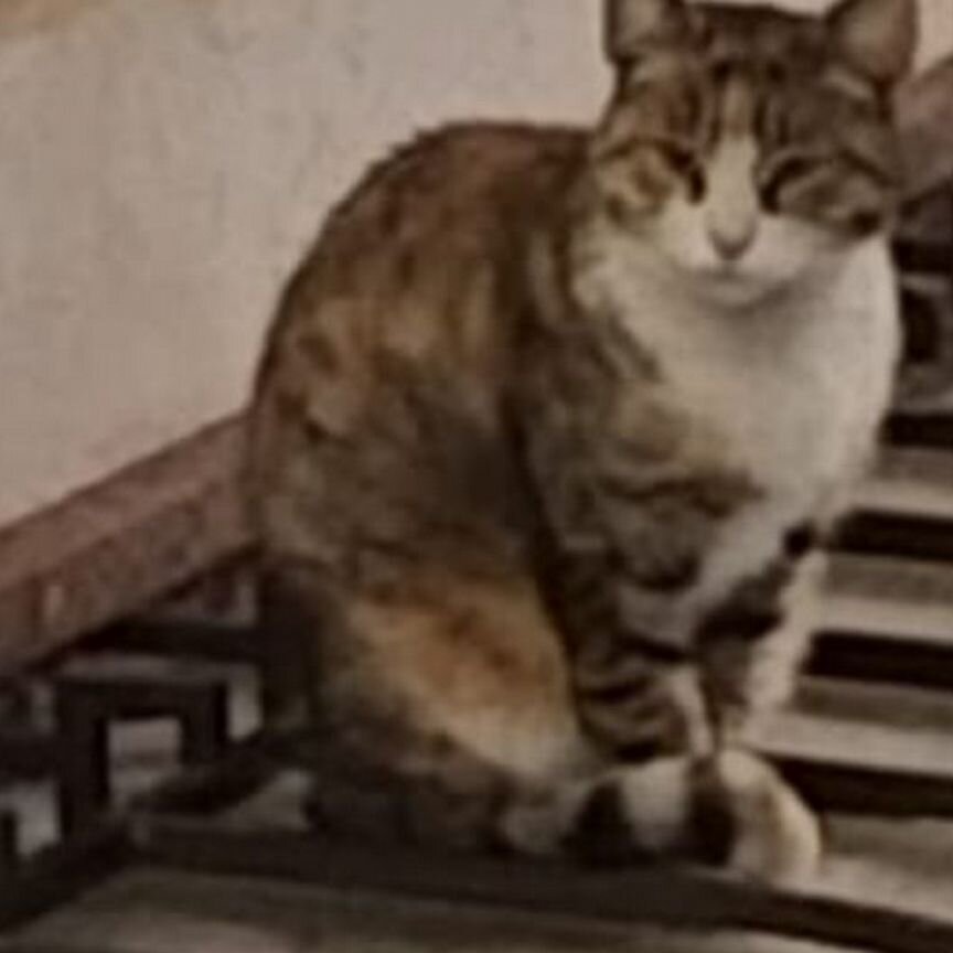 Взрослая кошка в добрые руки