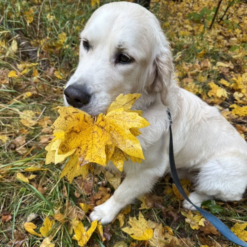 Золотистый ретривер, взрослый пёс