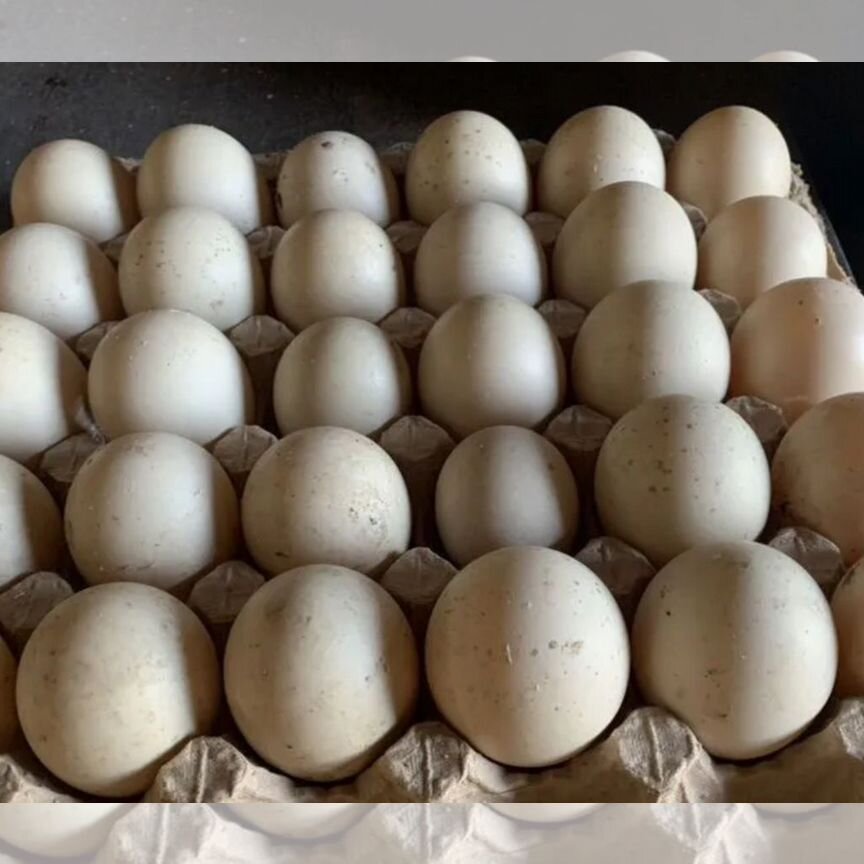 Яйцо индоутки на инкубацию