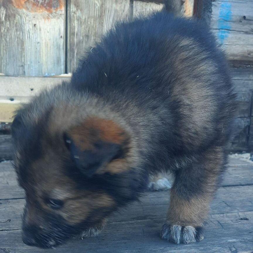 Щенок в добрые руки