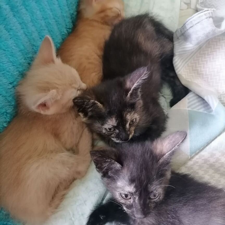 Котята 10