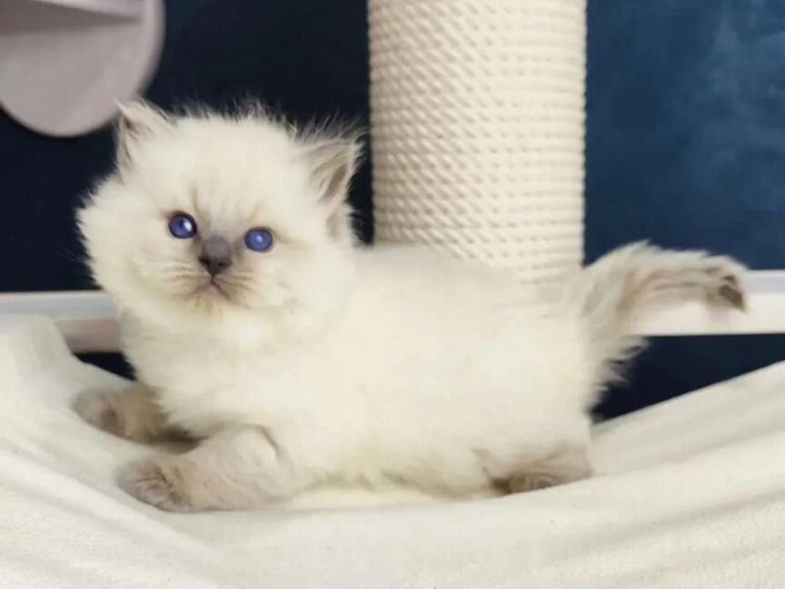 Девочка Невская Маскарадная