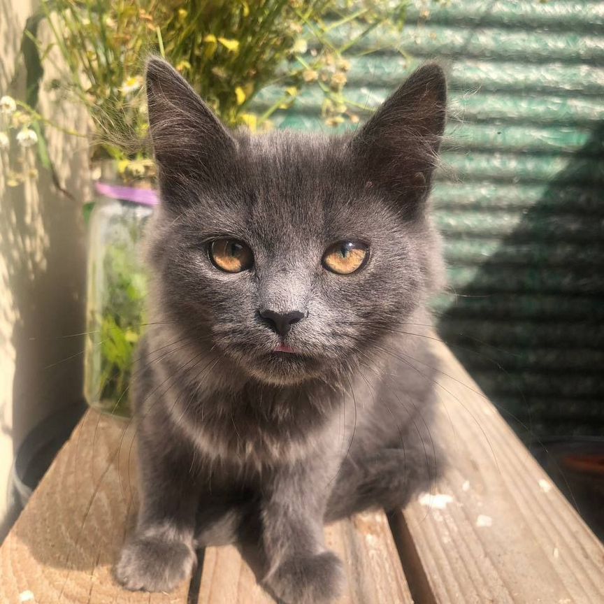 В добрые руки котенок